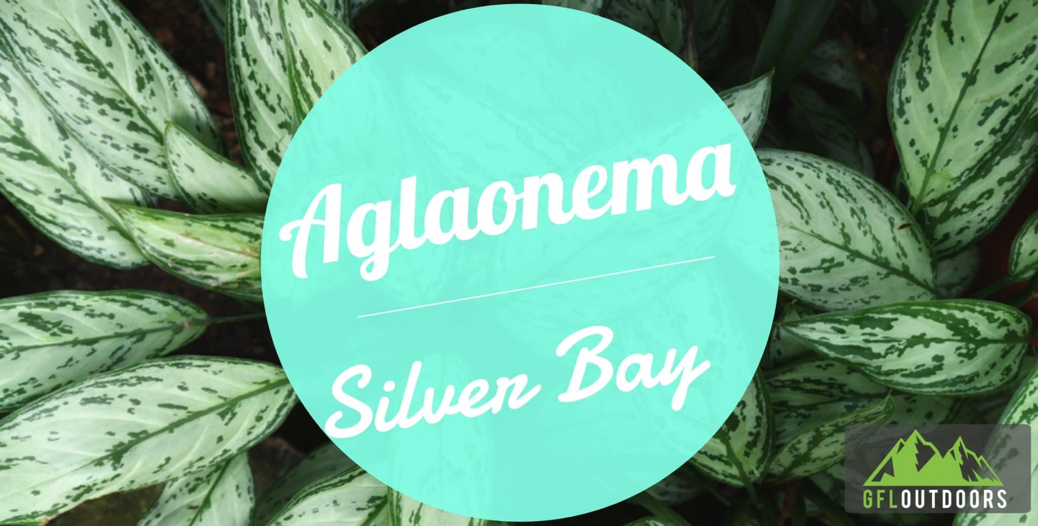 Aglaonema Silver Bay Plant: All You Need to Know – GFL Outdoors