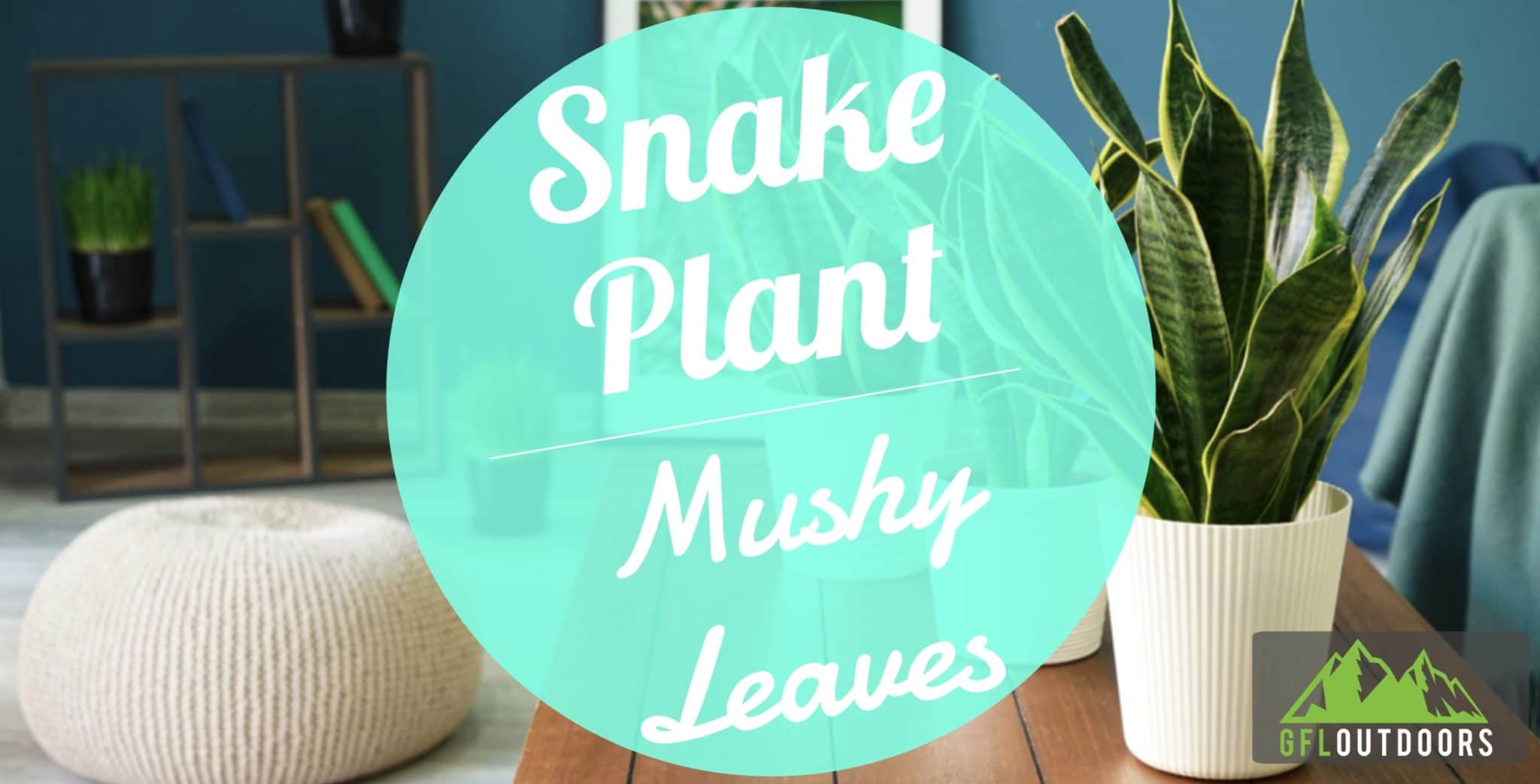Snake Plants Leaves Turning Soft and Mushy - GFL Outdoors