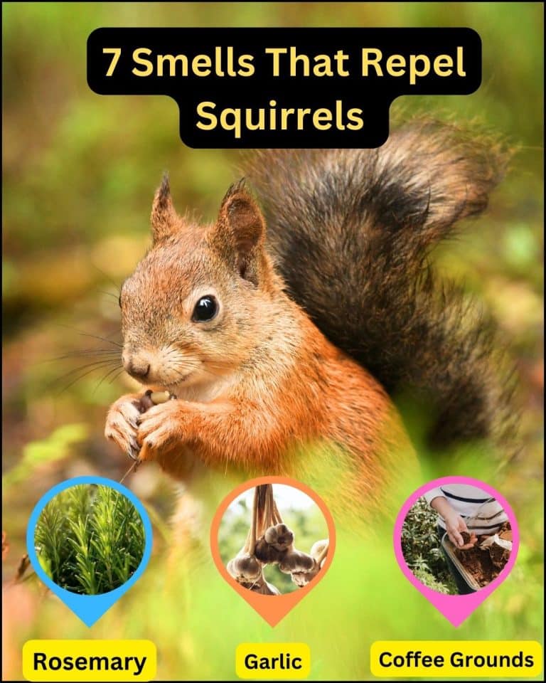 7 Smells That Repel Squirrels (Deterrent Strategies) – GFL Outdoors