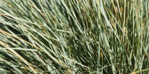 Blue Oat Grass (Helictotrichon Sempervirens): Growth and Care Guide ...