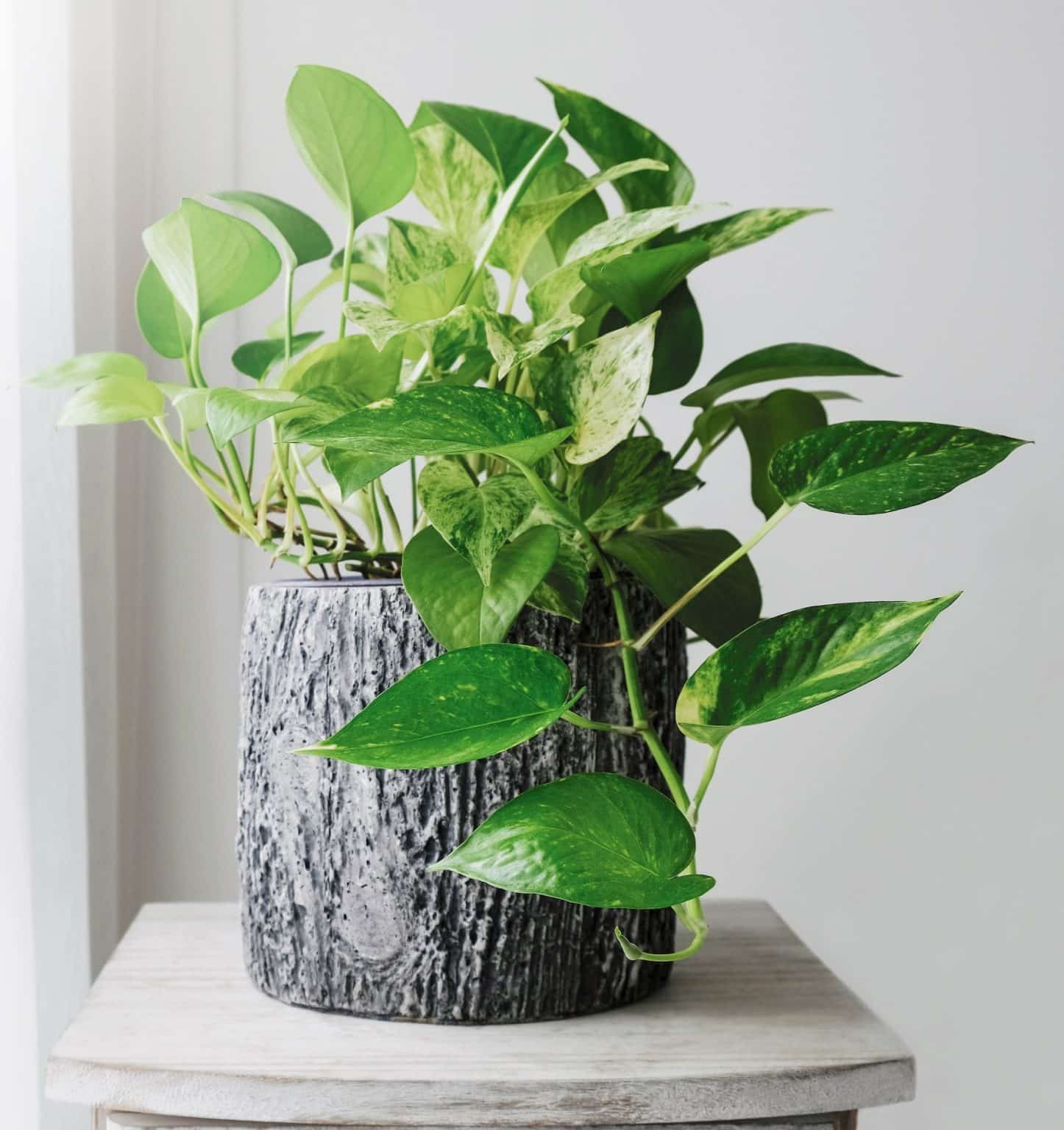 Overwatered or Underwatered Pothos: What to Do and How to Tell