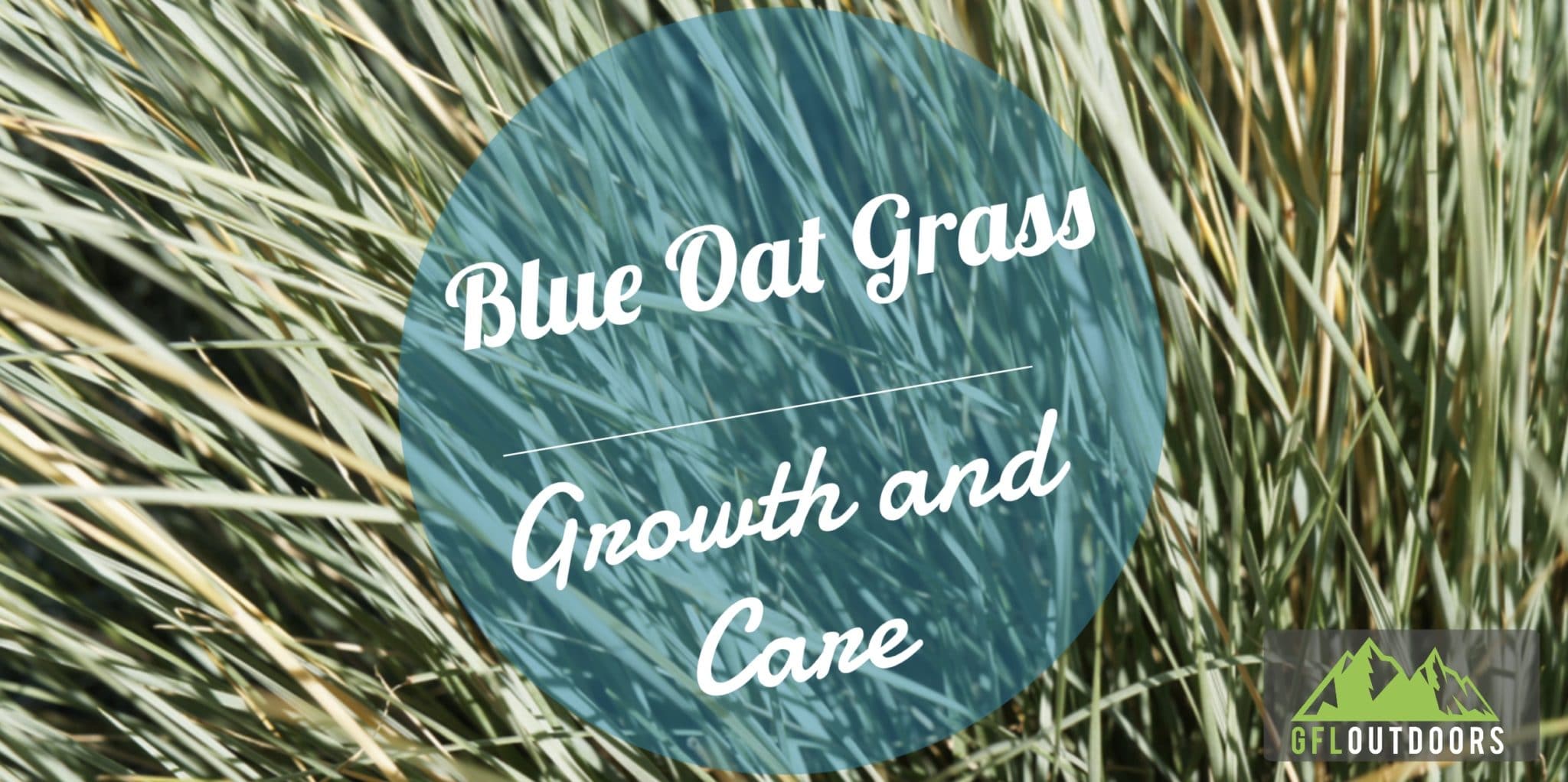 Blue Oat Grass (Helictotrichon Sempervirens): Growth and Care Guide