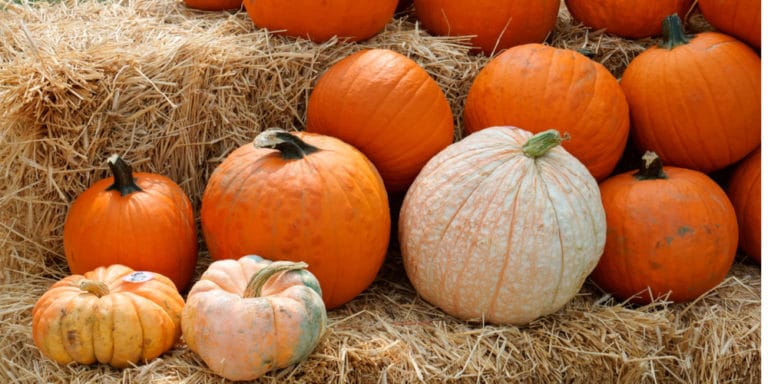 How Much do Pumpkins Weigh? (All Common Varieties) - GFL Outdoors