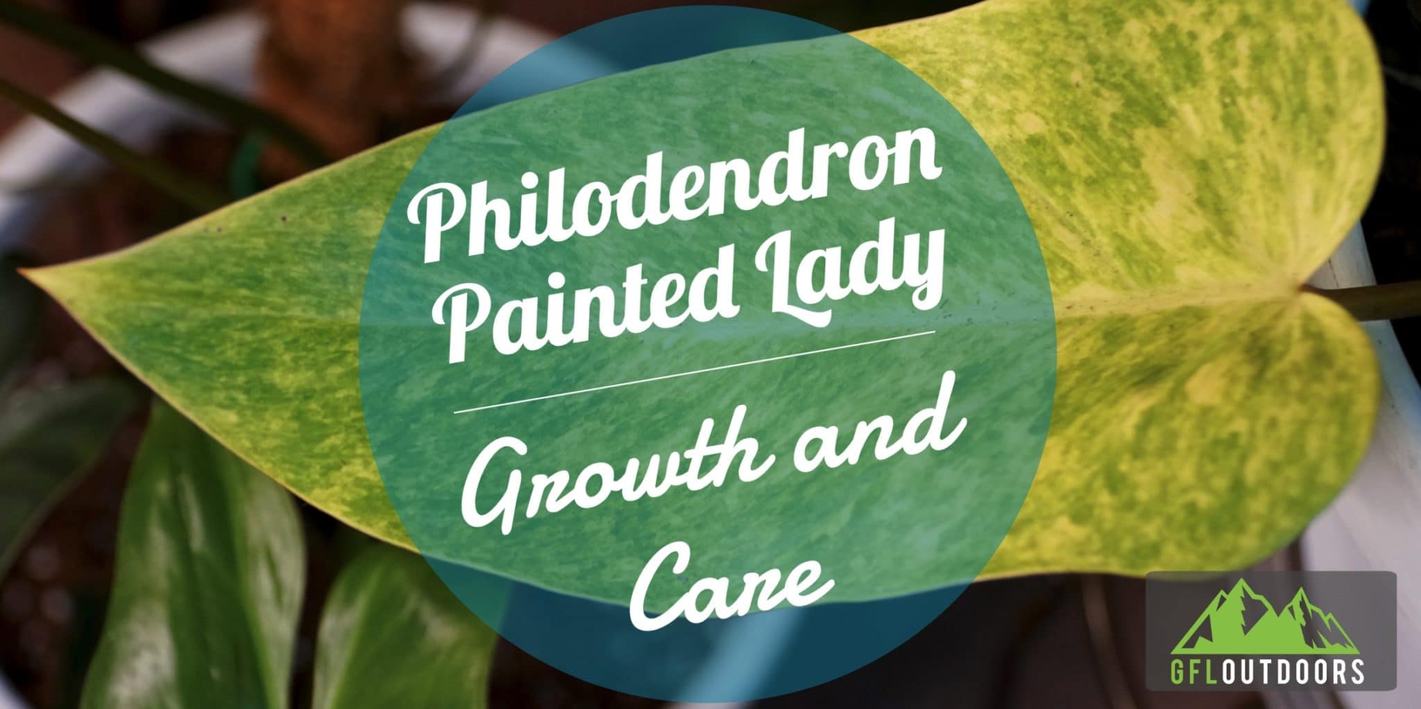 Philodendron Painted Lady Growth and Care - GFL Outdoors