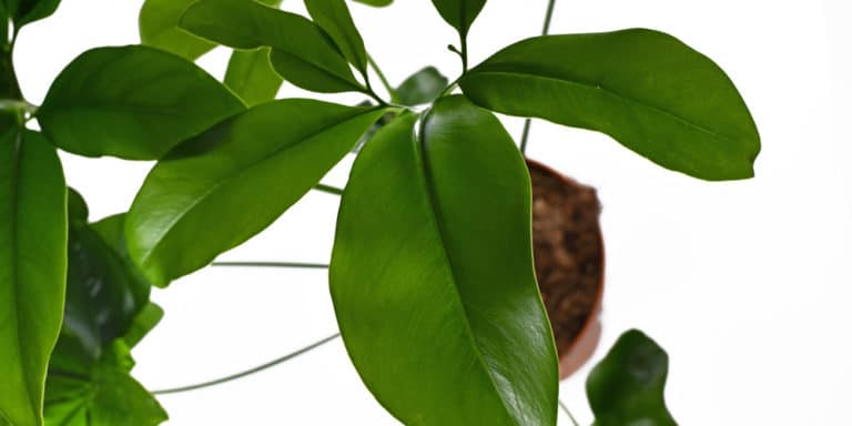 Philodendron Goeldii (Finger Leaf) Growth and Care – GFL Outdoors
