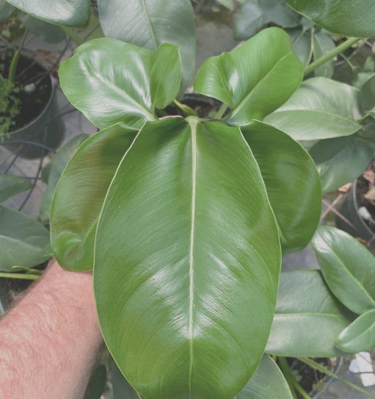 Philodendron Goeldii (Finger Leaf) Growth and Care – GFL Outdoors