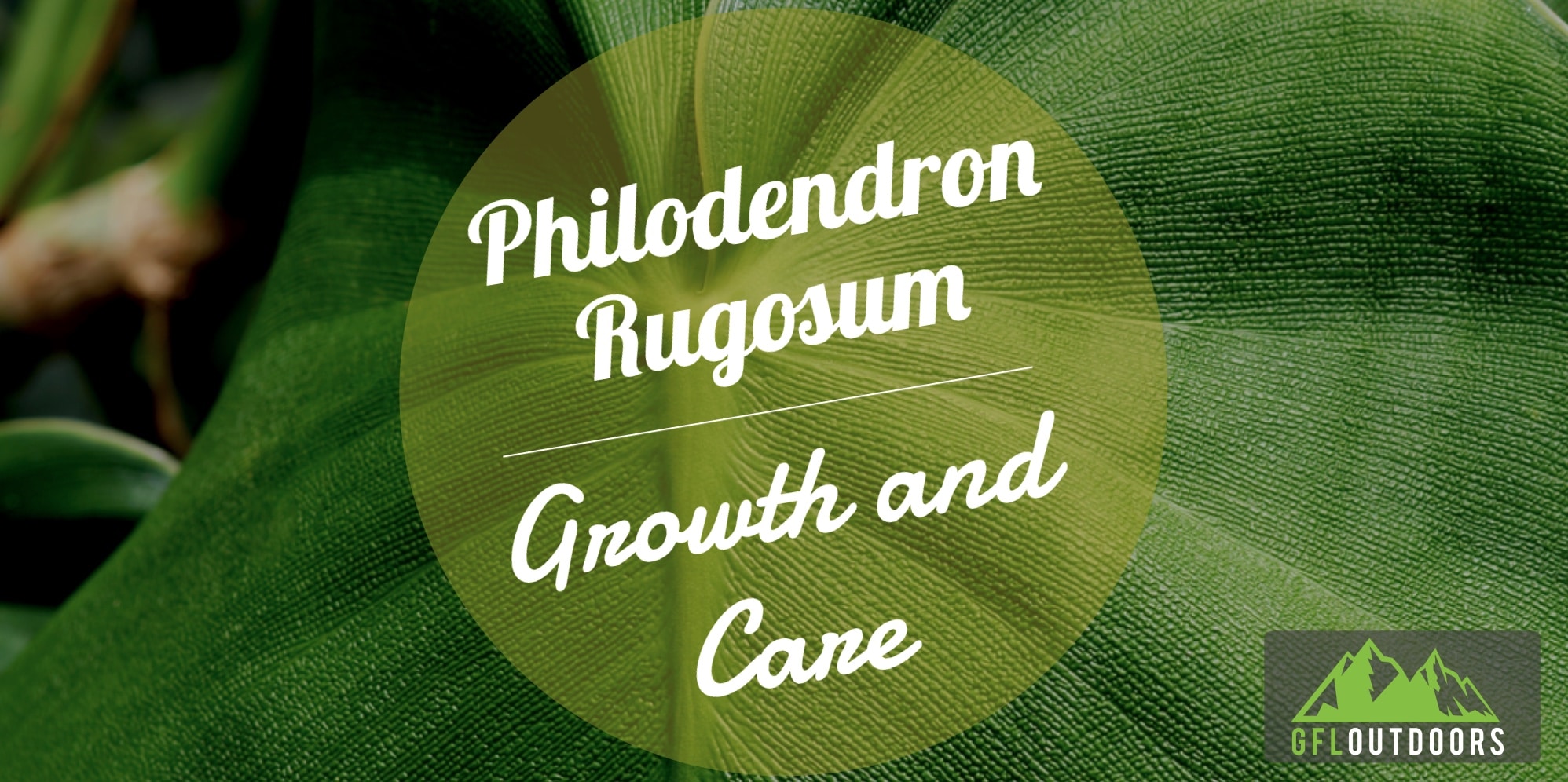 Philodendron Rugosum: Growth and Care - GFL Outdoors