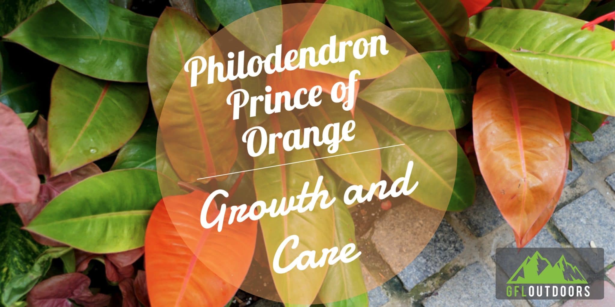 Philodendron Prince of Orange Growth and Care Guide – GFL Outdoors