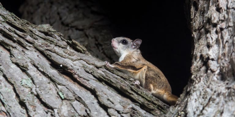 Are Squirrels Nocturnal? Squirrels Sleeping Habits Explained