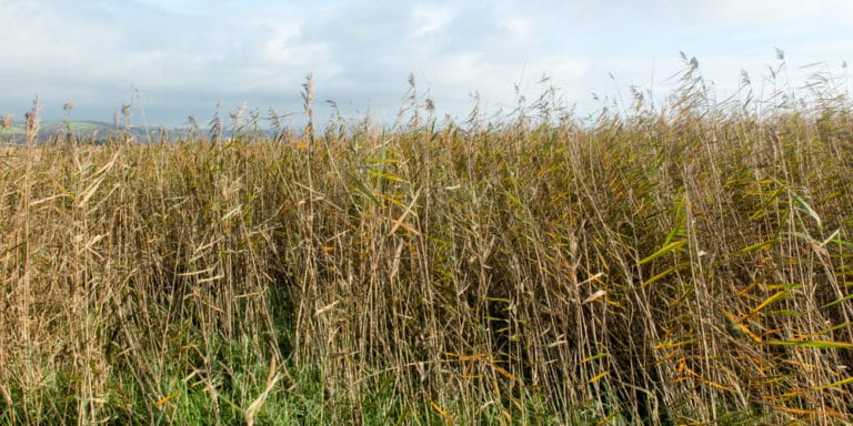 8 Grasses that are Native to Missouri - GFL Outdoors