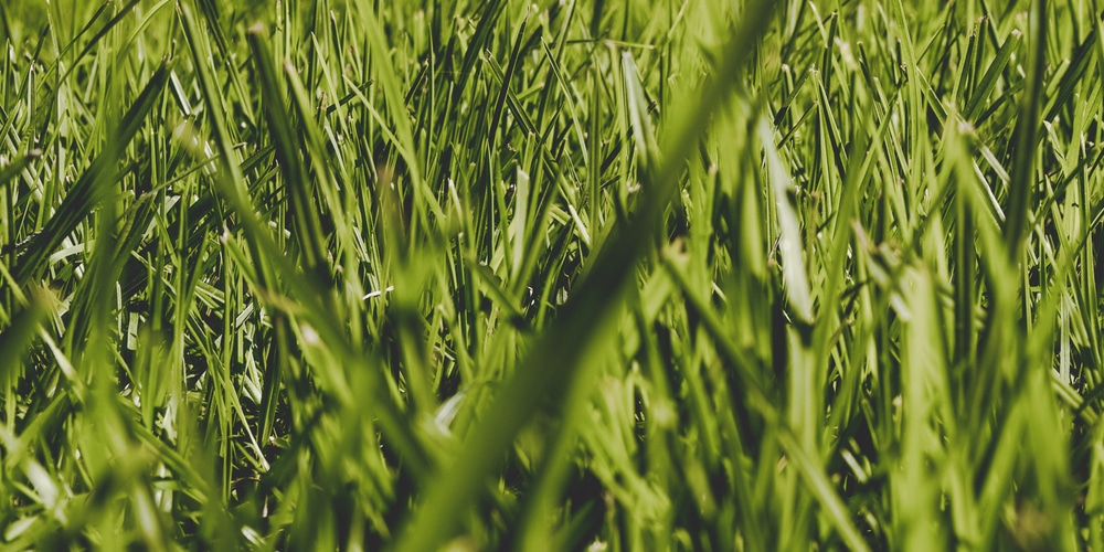 Grass Seed Germination Times Insights For Efficient Lawn Establishment