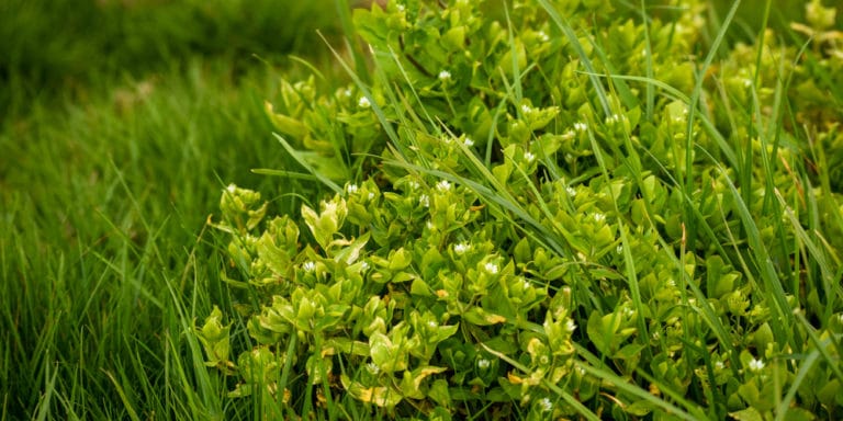 Tenacity For Chickweed: Does it Work? - GFL Outdoors