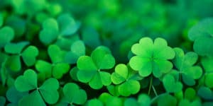 Everything You Need to Know About Planting Clover in the Fall - GFL ...