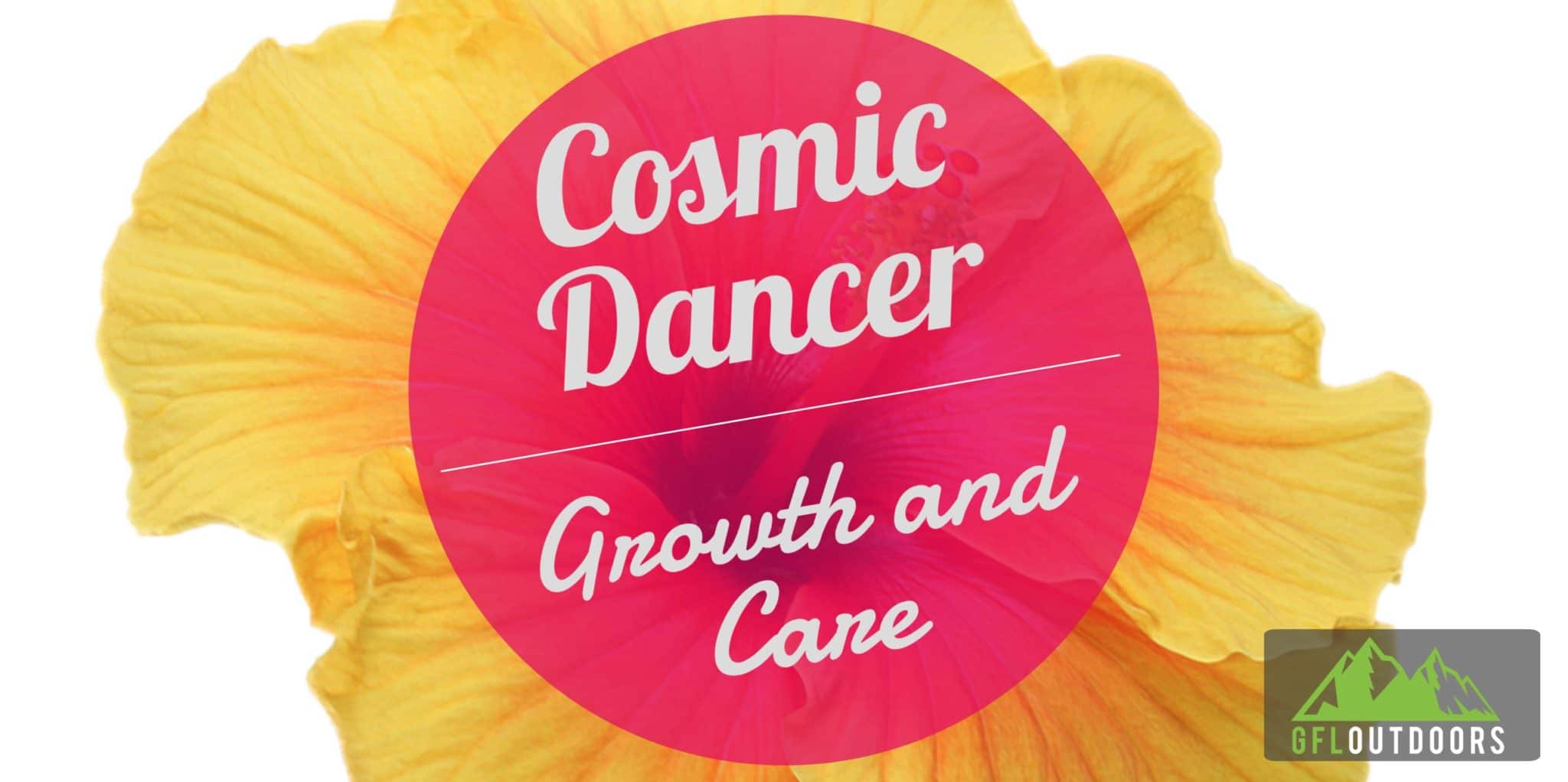 Cosmic Dancer Hibiscus Growth and Care - GFL Outdoors
