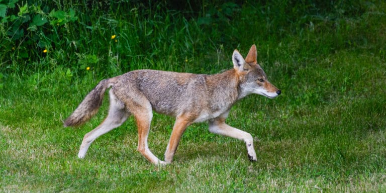 Can Coyotes Climb Trees? (Yes Here are Their Limits) - GFL Outdoors