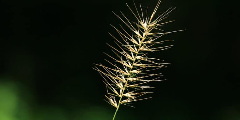 8 Grasses that are Native to Missouri - GFL Outdoors