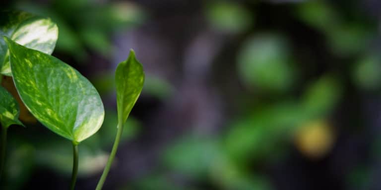 Global Green Pothos Growth and Care Guide – GFL Outdoors