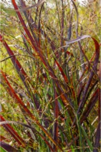 Hot Rod Switch Grass Growth and Care - GFL Outdoors