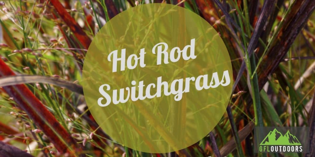 Hot Rod Switchgrass Archives - GFL Outdoors