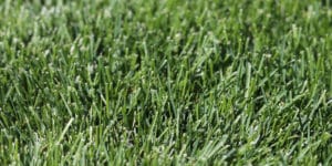 Softest Grass Varieties: The Best Choices For Your Lawn - GFL Outdoors