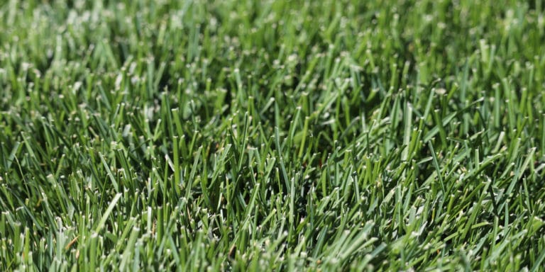 Softest Grass Varieties: The Best Choices For Your Lawn – GFL Outdoors