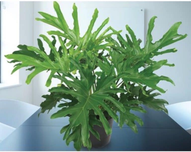 Philodendron Lickety Split Growth and Care - GFL Outdoors