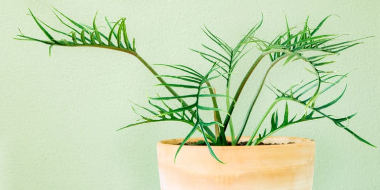 Philodendron Tortum: Growth and Care Guide – GFL Outdoors