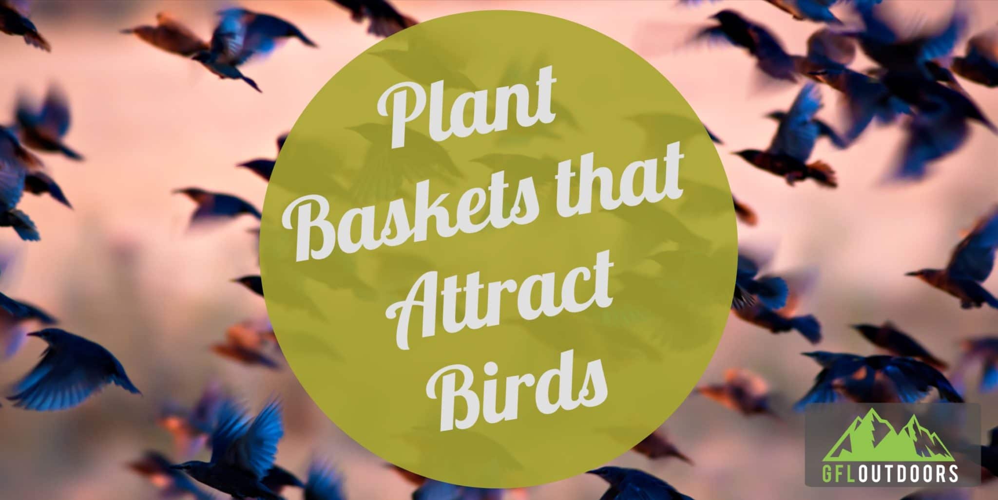 Hanging Plants that Look Beautiful and Attract Birds