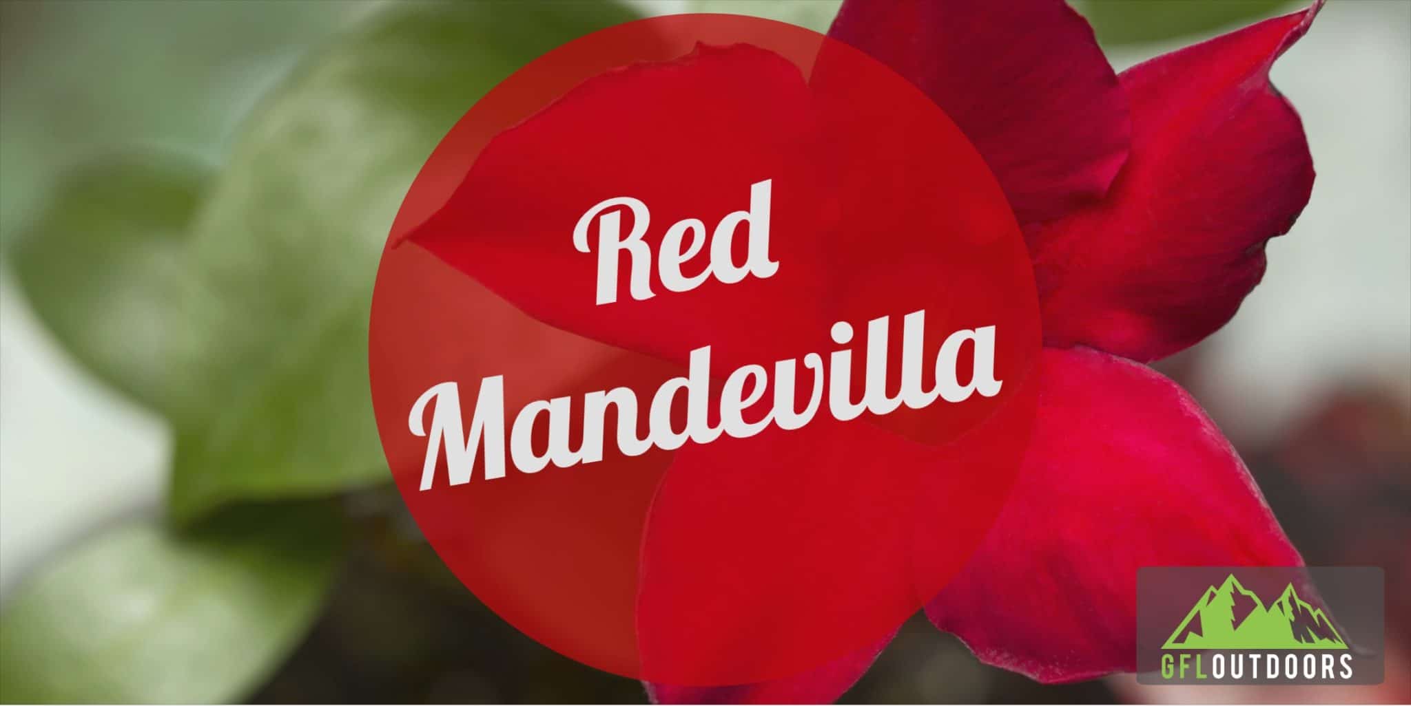 Red Mandevilla: Growth and Care – GFL Outdoors