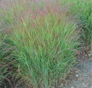 Shenandoah Switchgrass: Growth and Care - GFL Outdoors