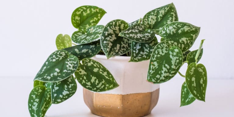 Silvery Ann Pothos (Scindapsus Pictus): Growth and Care Guide