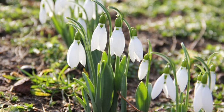 German Native Flowers: 9 Varieties That Originate From Germany – GFL ...