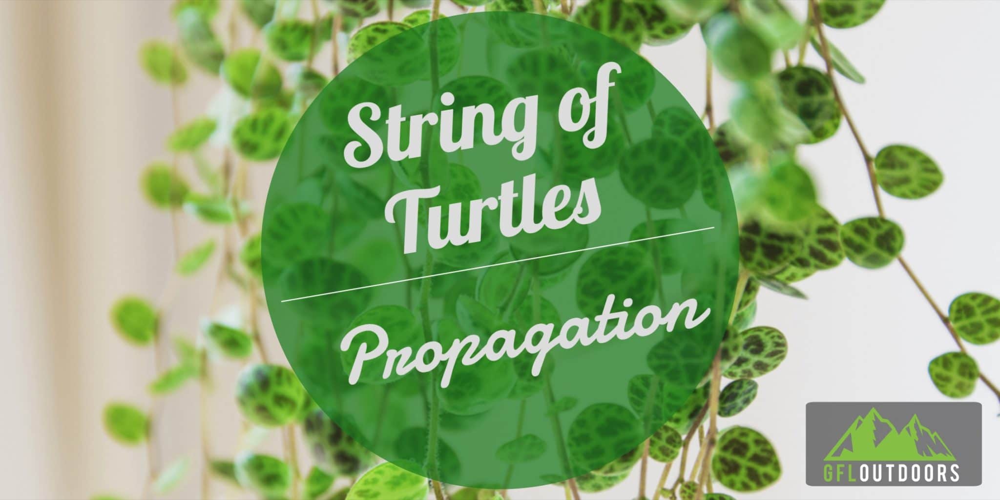 Propagating a String of Turtles - GFL Outdoors