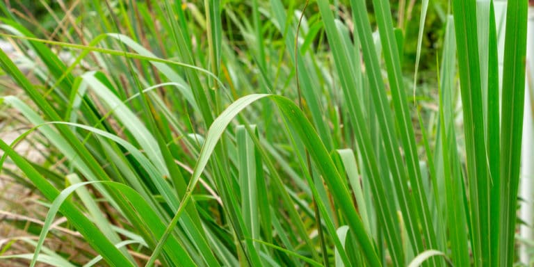 8 Grasses that are Native to Missouri – GFL Outdoors