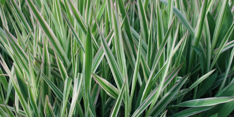 Variegated Ribbon Grass: Growth and Care - GFL Outdoors