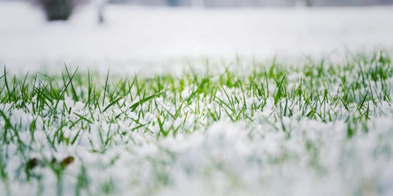 Zoysia Grass in Winter: Everything You Need to Know - GFL Outdoors