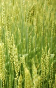 When to Plant Winter Rye Seed? Everything You Need to Know - GFL Outdoors