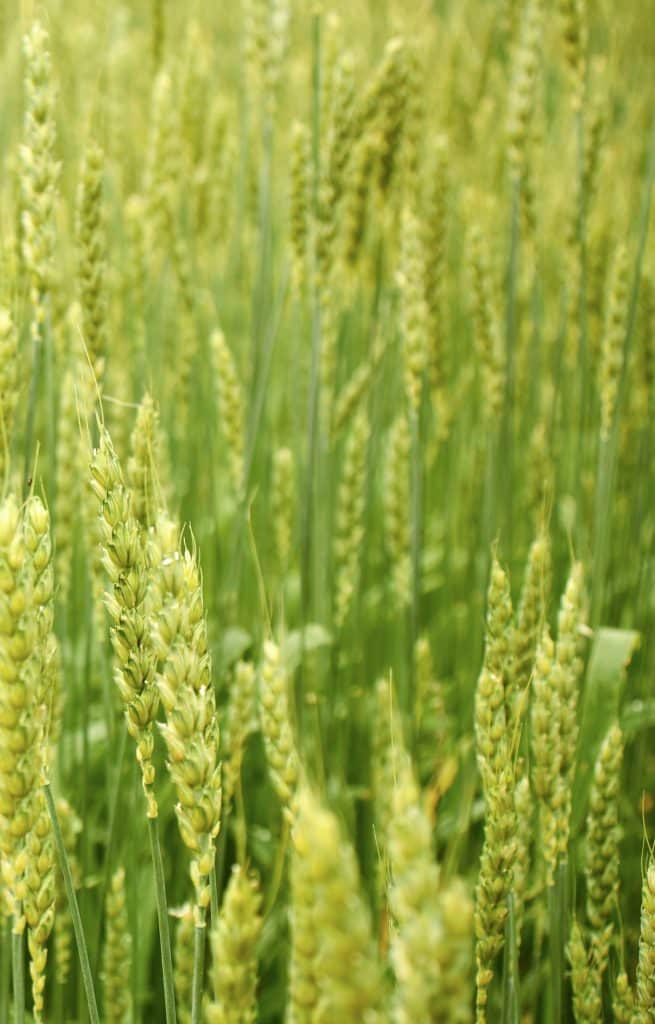 When to Plant Winter Rye Seed? Everything You Need to Know - GFL Outdoors