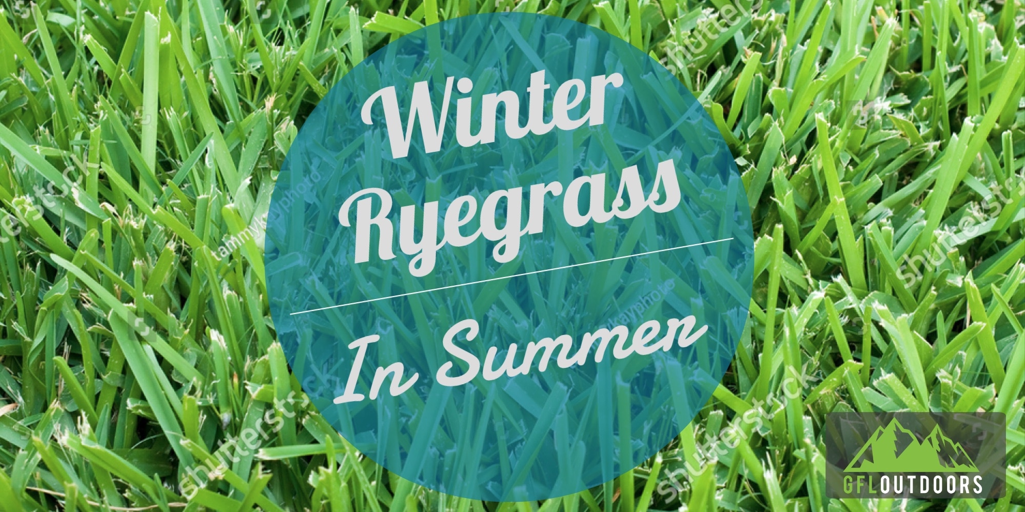 Does Winter Ryegrass Die in Summer? (It’s Climate Dependent) – GFL Outdoors