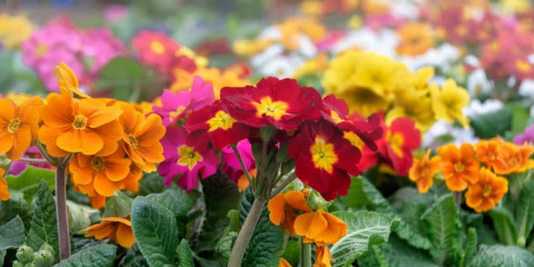 12 Flowers That Symbolize Strength and Courage - GFL Outdoors