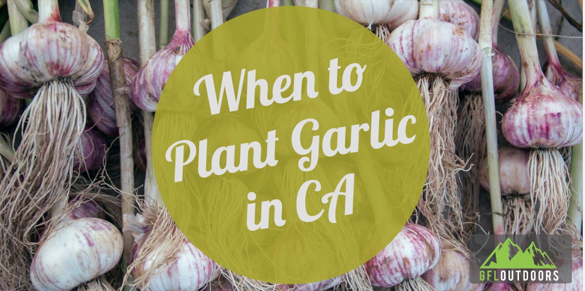 When to Plant Garlic in California? [Find Out Now!] - GFL Outdoors