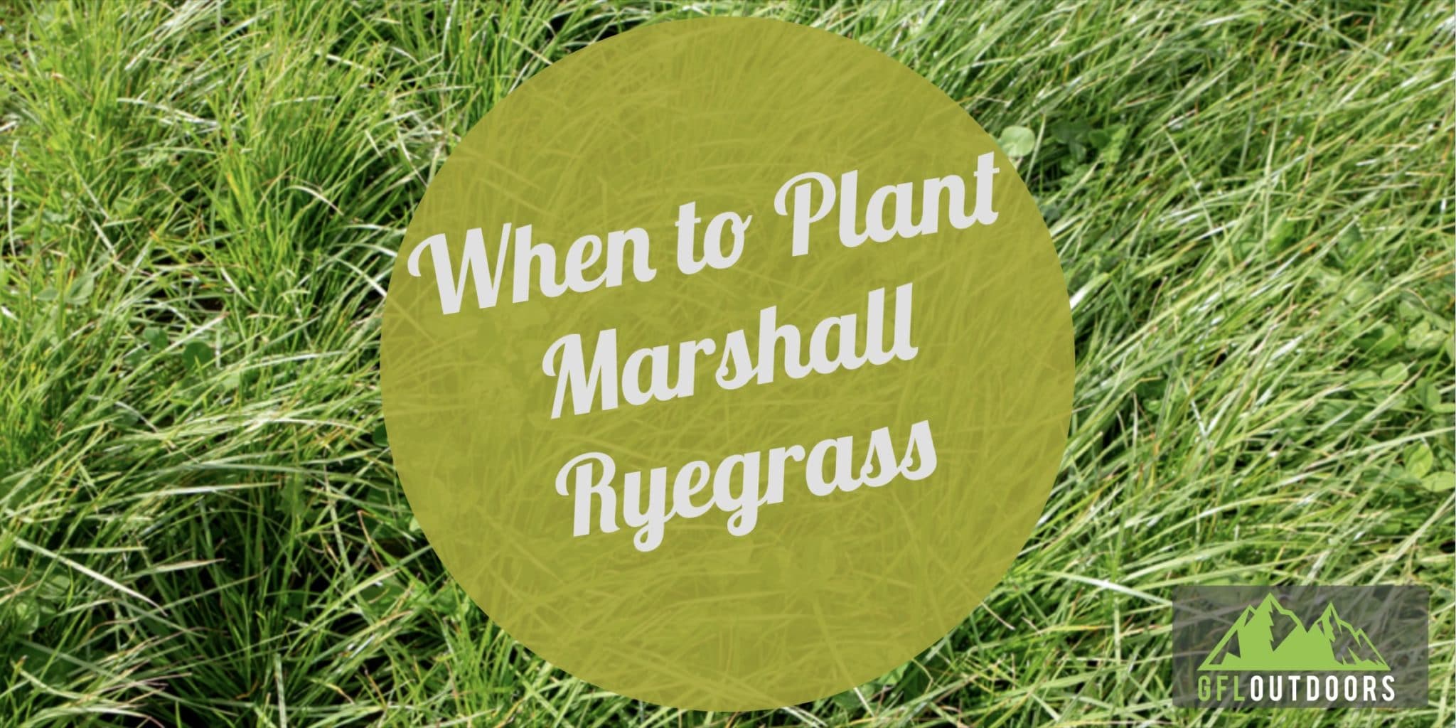 When to Plant Marshall Ryegrass? - GFL Outdoors