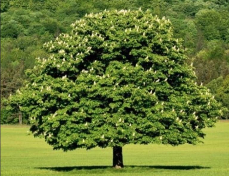 When to Plant Dunstan Chestnut Trees? - GFL Outdoors