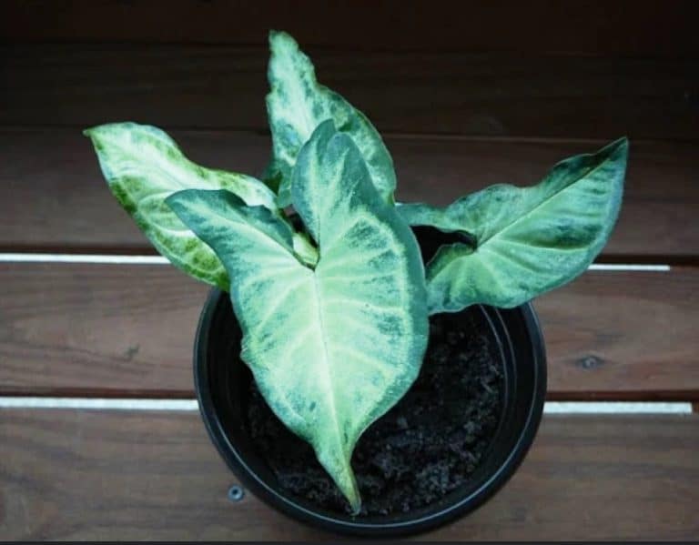 A Guide to Popular Syngonium Varieties - GFL Outdoors