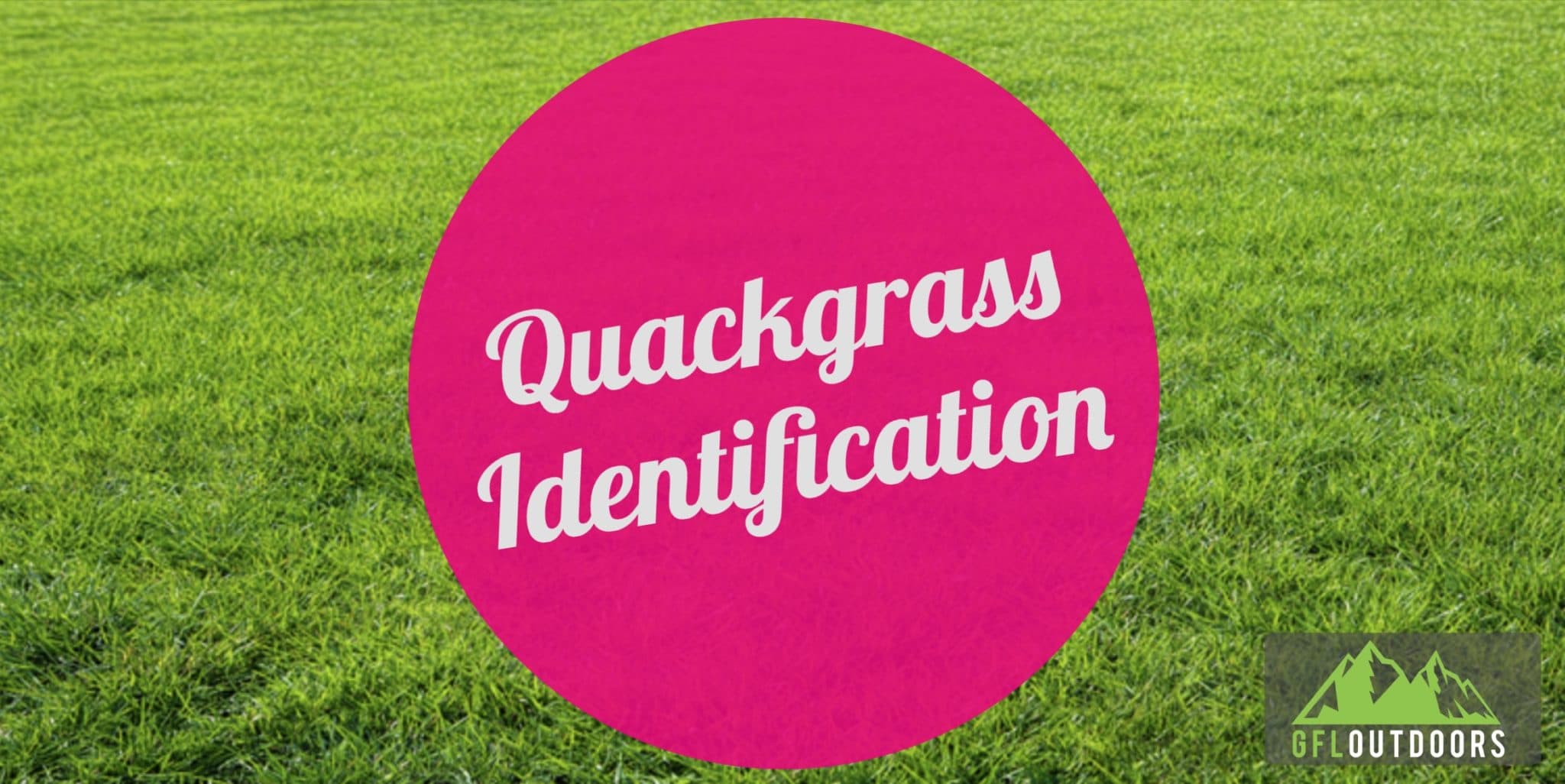 How to Identify Quackgrass (Fast and Easy) - GFL Outdoors