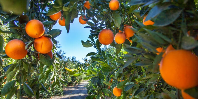 Cold Hardy Citrus Zone 8: A Growers Guide - GFL Outdoors