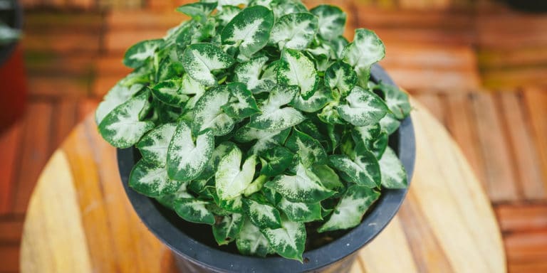 A Guide to Popular Syngonium Varieties - GFL Outdoors