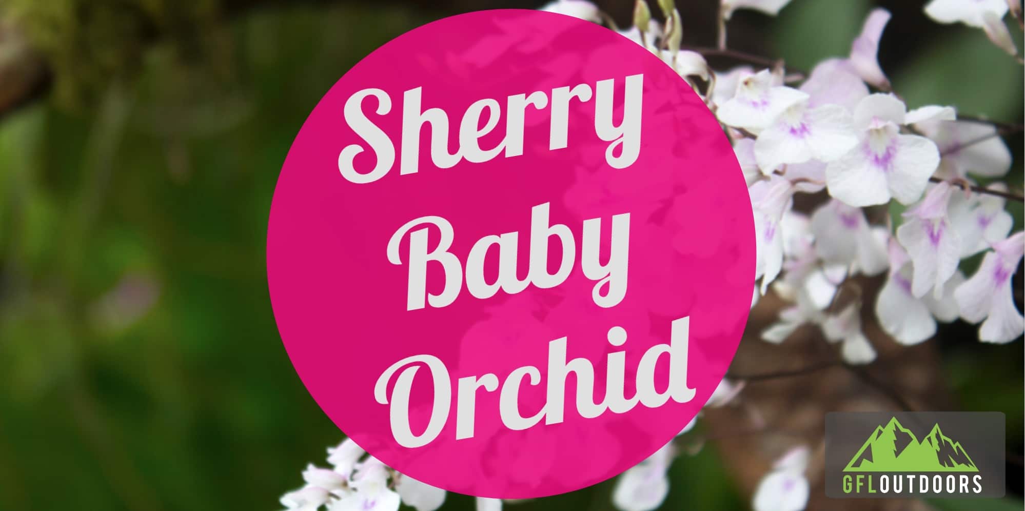 Sherry Baby Orchid: Growth and Care - GFL Outdoors