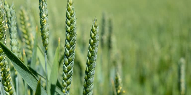Winter Wheat vS Spring Wheat - GFL Outdoors