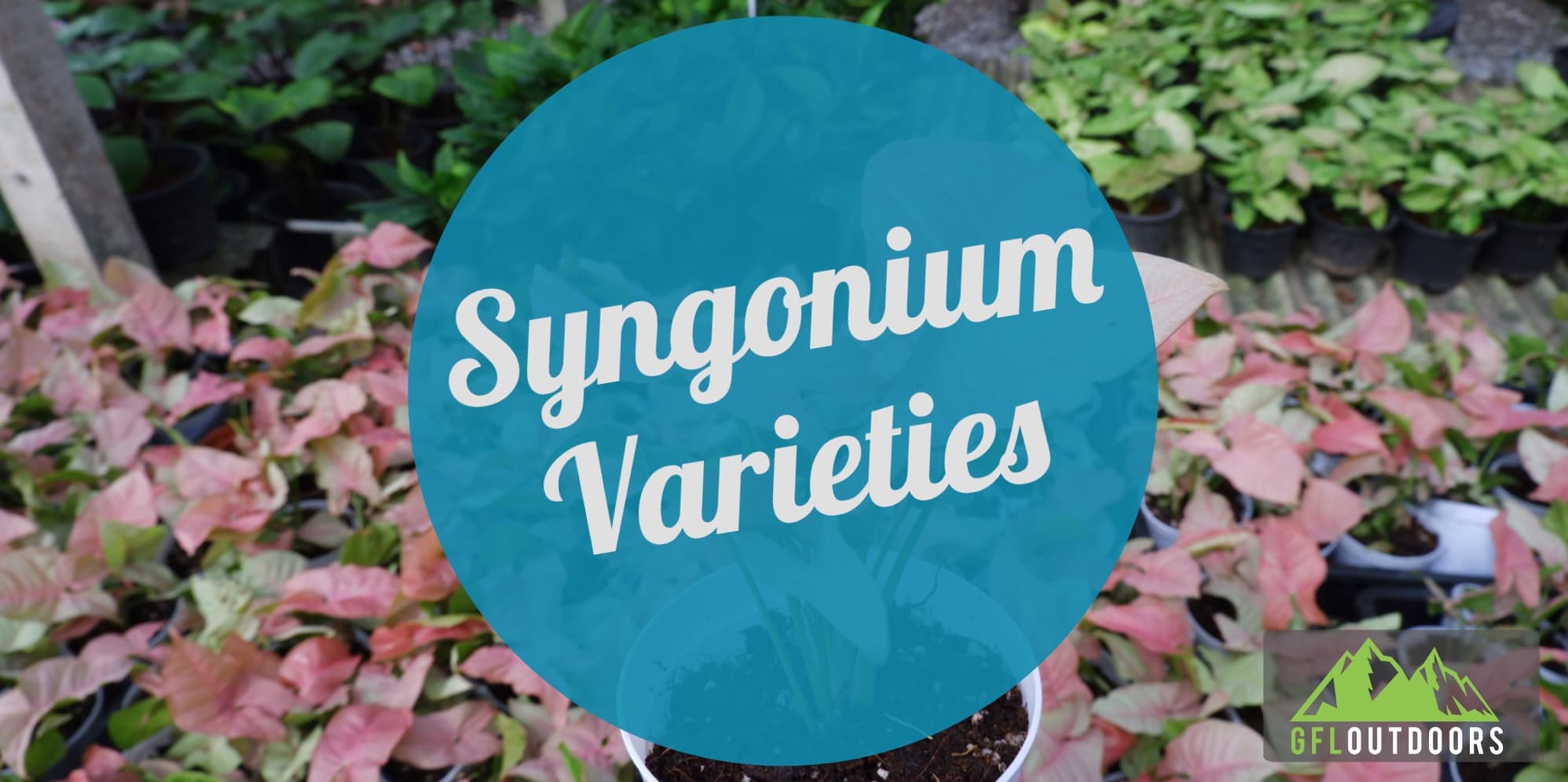 A Guide to Popular Syngonium Varieties - GFL Outdoors